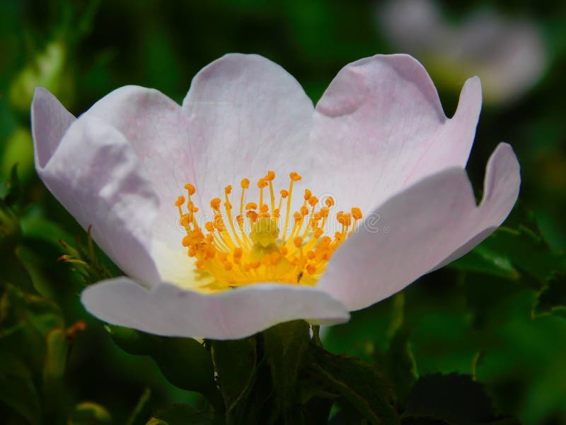 Wild Rose with Yellow Filaments in Macro Stock Image - Image of ...