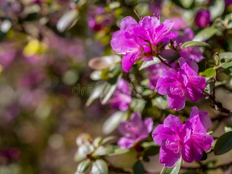 Wild Rosemary Flowers. Pink Spring Flowers Stock Photo - Image of ...