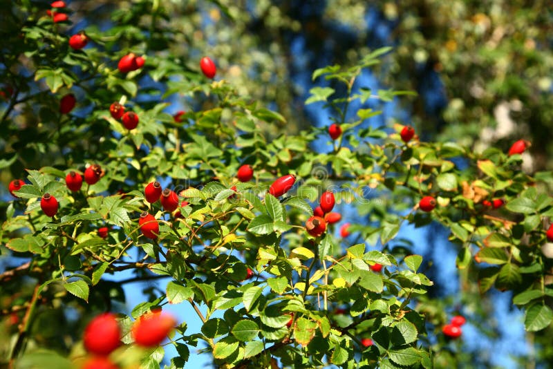 Wild roses stock image. Image of green, fruit, tree, garden - 12556557