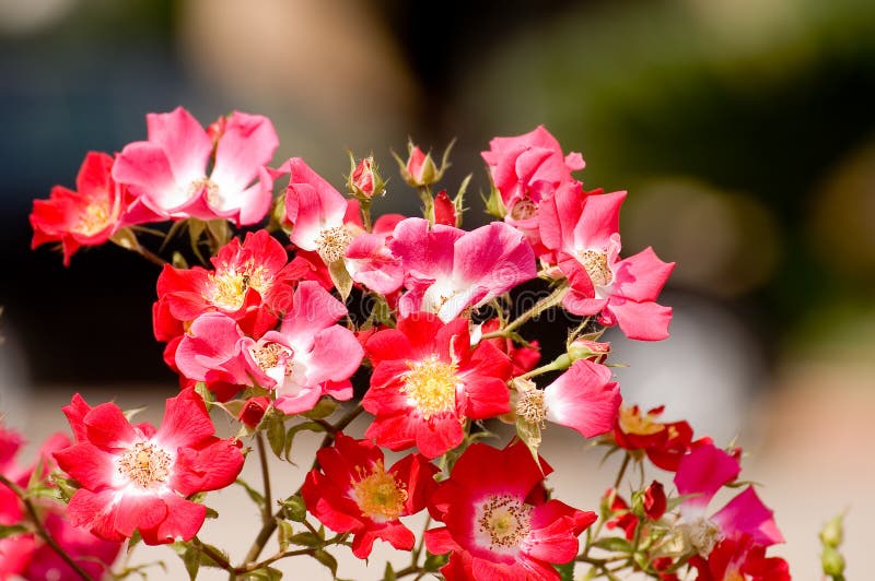 Wild roses stock photo. Image of beauty, rose, blossom - 3836800