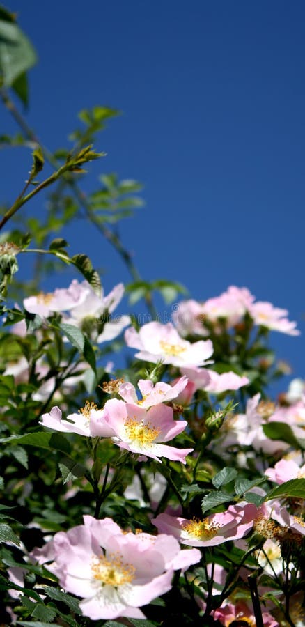 Wild Roses and Lake in Jasper National Park Stock Image - Image of ...