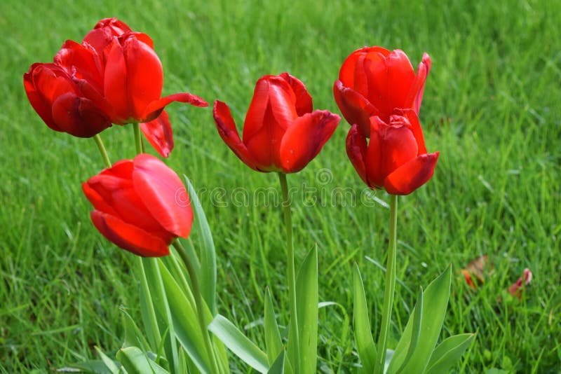 Wild roses along the way stock photo. Image of plant - 190976786