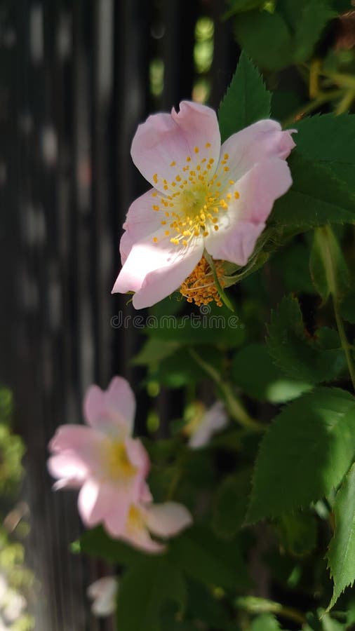 Wild Roses or Brier Flowers in Full Bloom Ready for Pollination Stock ...