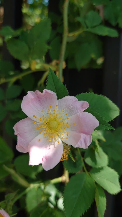 Wild Roses or Brier Flowers in Full Bloom Ready for Pollination Stock ...