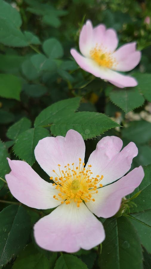 Wild Roses or Brier Flowers in Full Bloom Ready for Pollination Stock ...