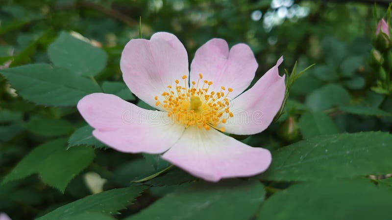 Wild Roses or Brier Flowers in Full Bloom Ready for Pollination Stock ...