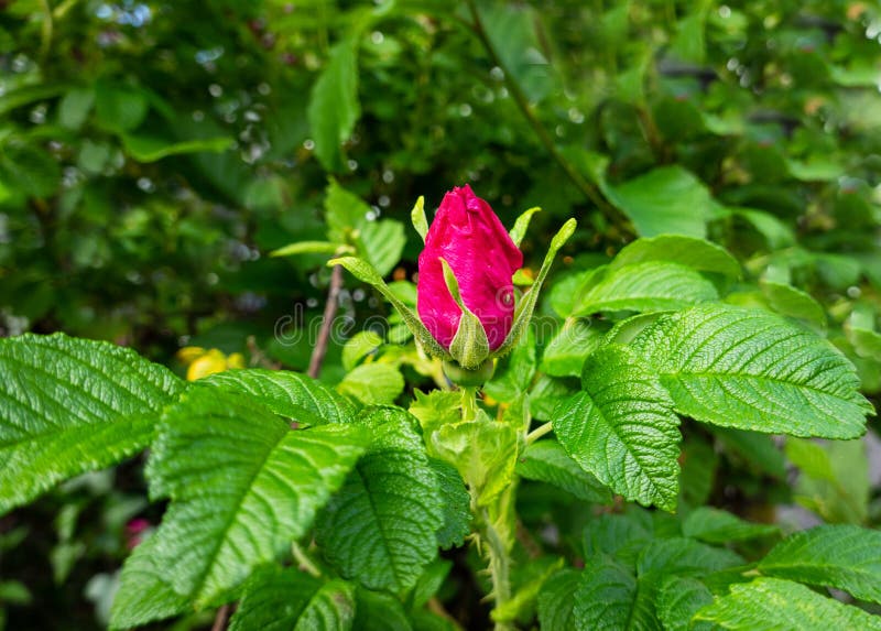 Wild roses bud stock photo. Image of bush, leaves, botany - 150154618