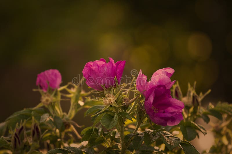 Wild Roses Picture. Image: 82985215