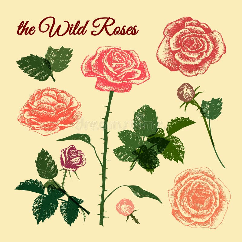 The Wild Roses - colourful stock vector. Illustration of ornament ...