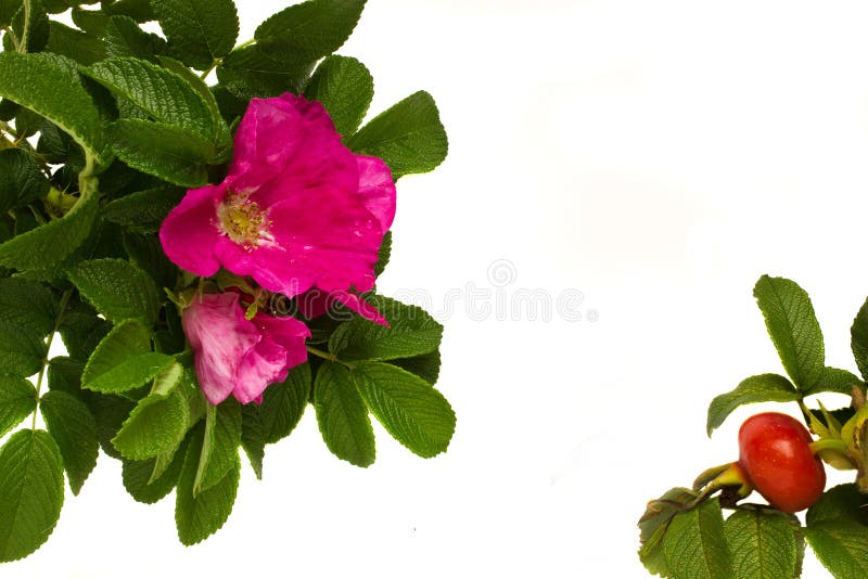 Wild roses frame stock photo. Image of rosehip, eglantine - 20626280