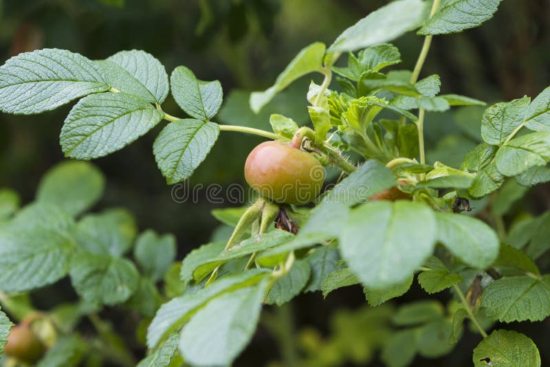 Wild roses fruit close up stock image. Image of rose - 74683157