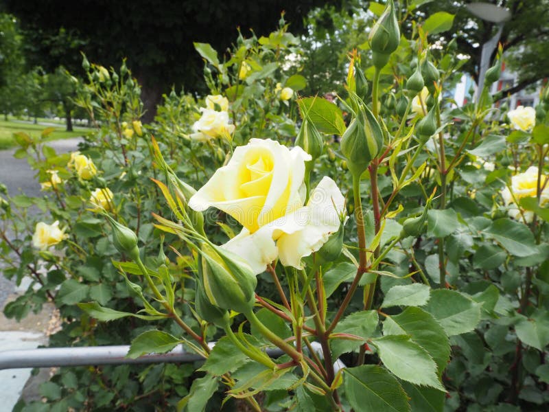 Wild Roses Next To the Green Stream Stock Photo - Image of lake, green ...