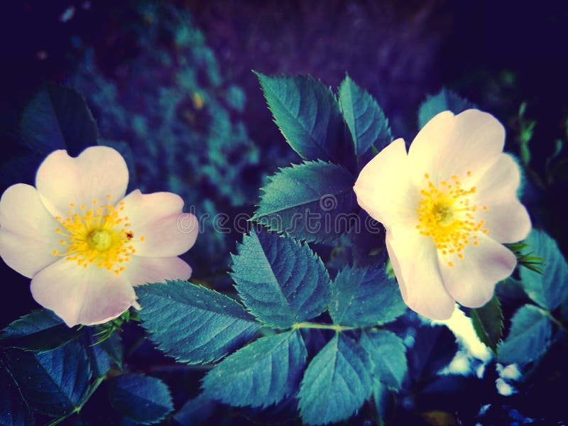 Wild roses stock image. Image of rose, wild, flowers - 116796509
