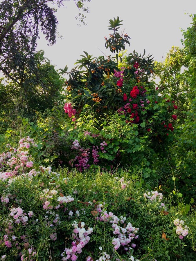 Wild roses stock image. Image of roses, backyard, rosebush - 120737737