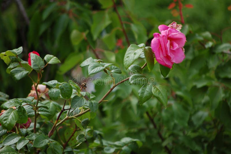 Wild roses stock image. Image of floral, nature, rosa - 192130549