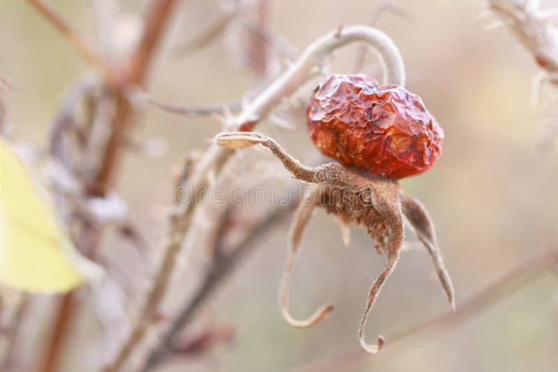 A Wild Rose Fruit on Autumn Morning Stock Photo - Image of bush, wild ...