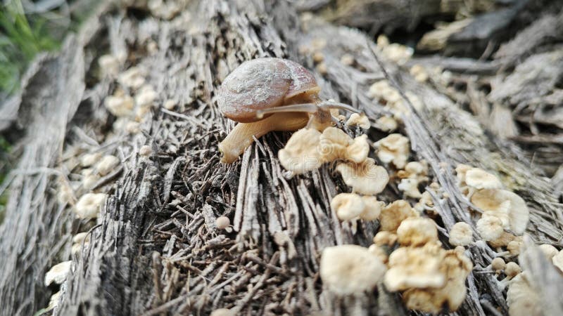Wild Rotund Disc Snail Crawling on Decay Trunk with Tiny Sprouting ...
