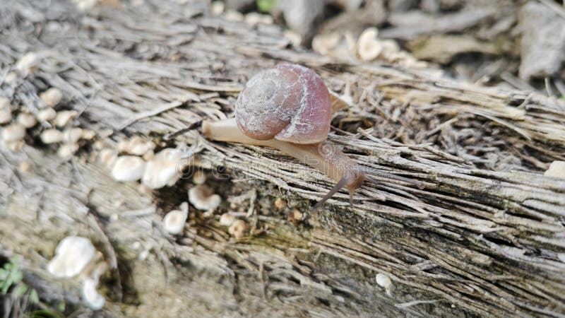 Wild Rotund Disc Snail Crawling on Decay Trunk with Tiny Sprouting ...