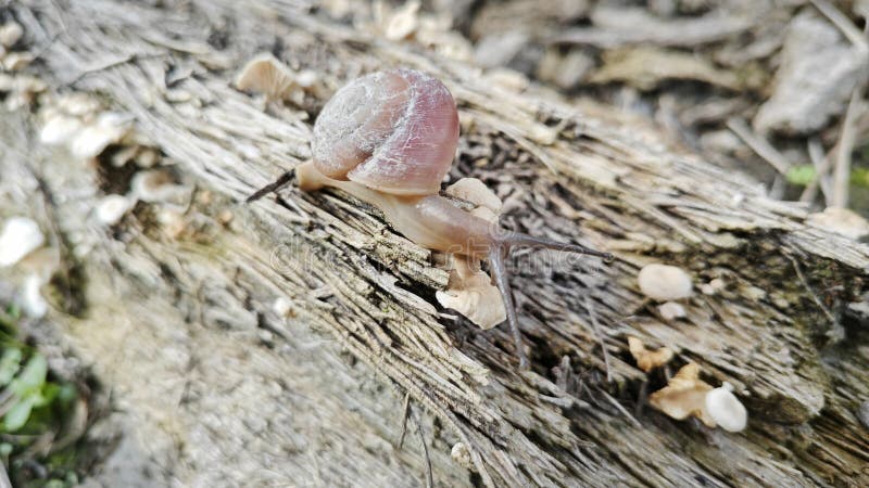Wild Rotund Disc Snail Crawling on Decay Trunk with Tiny Sprouting ...