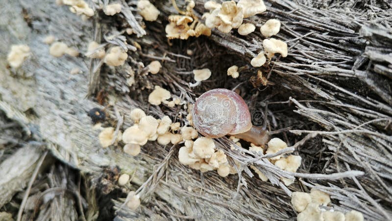 Wild Rotund Disc Snail Crawling on Decay Trunk with Tiny Sprouting ...