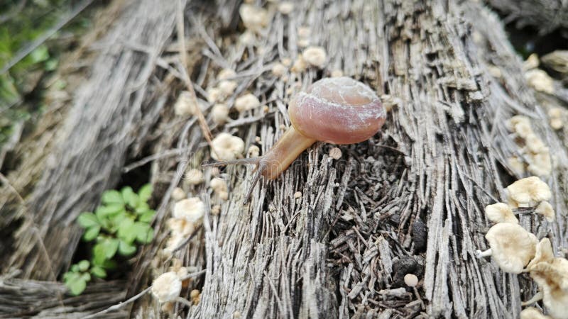 Wild Rotund Disc Snail Crawling on Decay Trunk with Tiny Sprouting ...