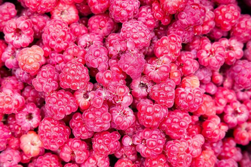Wild Rubus Idaeus Raspberry Stock Photo - Image of fresh, fruits: 249729840