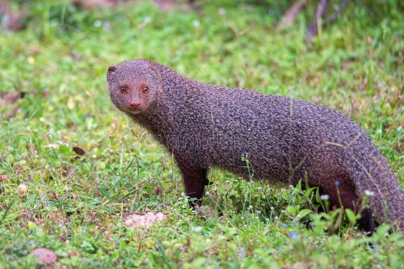 Wild Ruddy Mongoose or Urva Smithii in Wild Stock Image - Image of ...