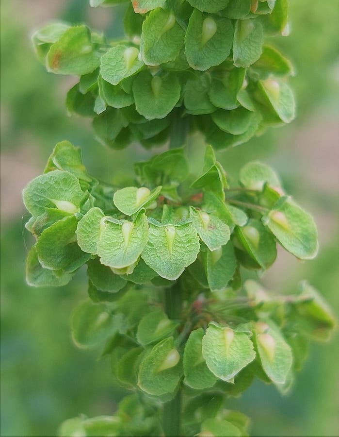 Wild rumex stock image. Image of flowering, lithuania - 256922869