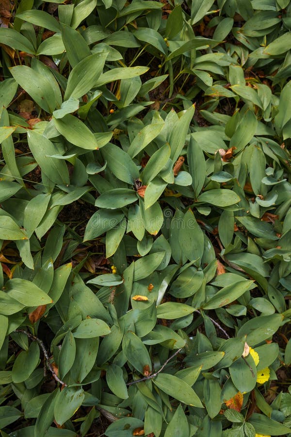 Wild Ruscus Hypoglossum, Top View Stock Image - Image of view, leaves ...