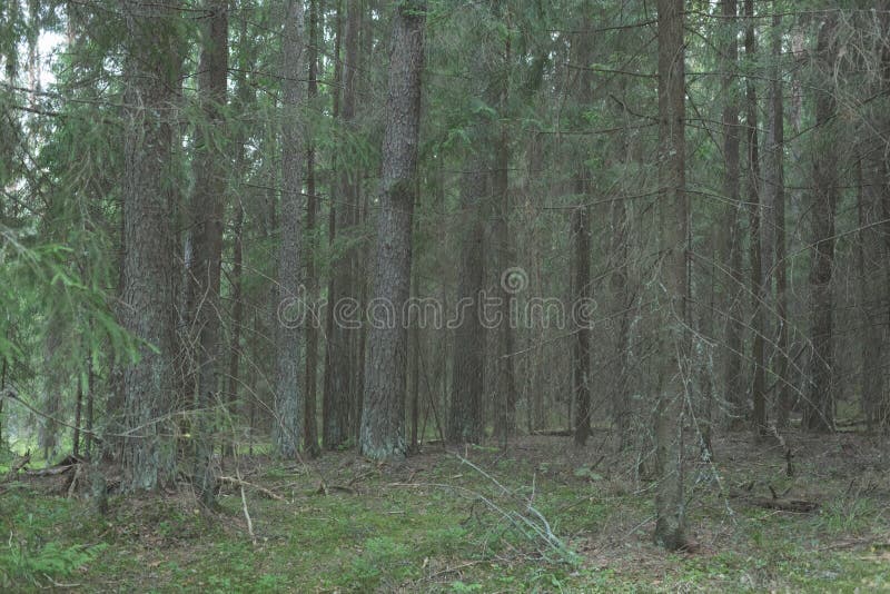 Wild russian pine forest stock photo. Image of dark, outdoor - 42608976