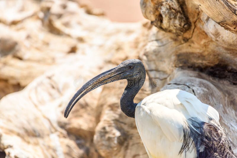 Wild Sacred Ibis Bird stock photo. Image of black, africa - 80610786