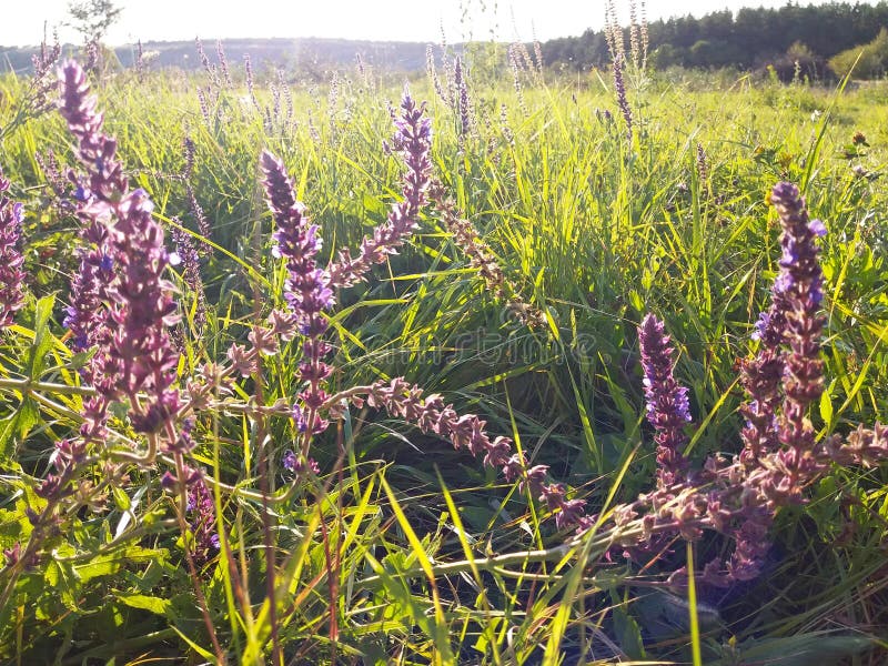 Wild sage stock photo. Image of green, outdoors, agriculture - 9698130