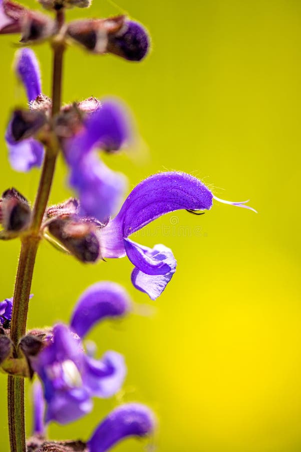 Wild sage with flower stock photo. Image of sage, nature - 150130176