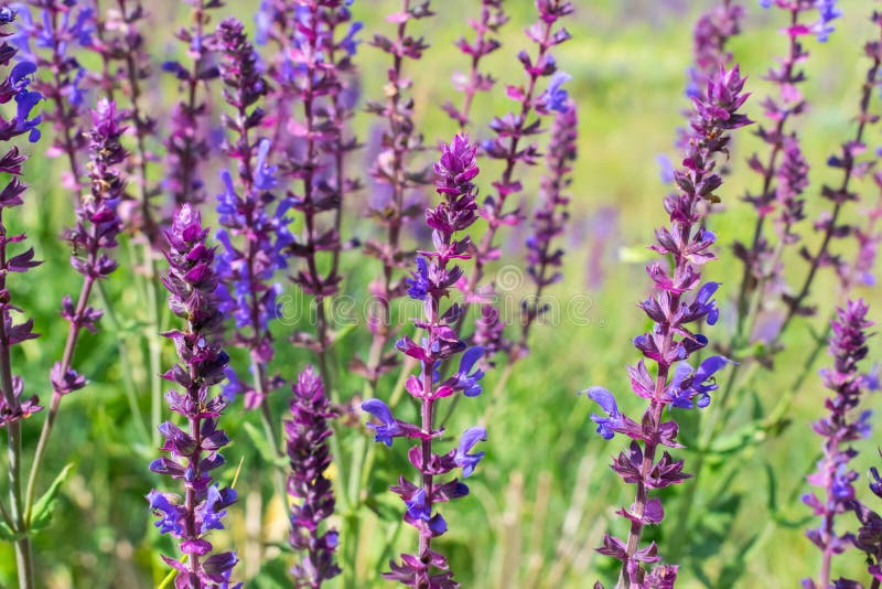 Wild sage flowers stock image. Image of herb, garden - 107603793