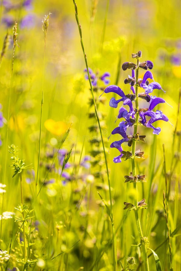Wild Sage in a Meadow in Spring Stock Image - Image of painted, blue ...
