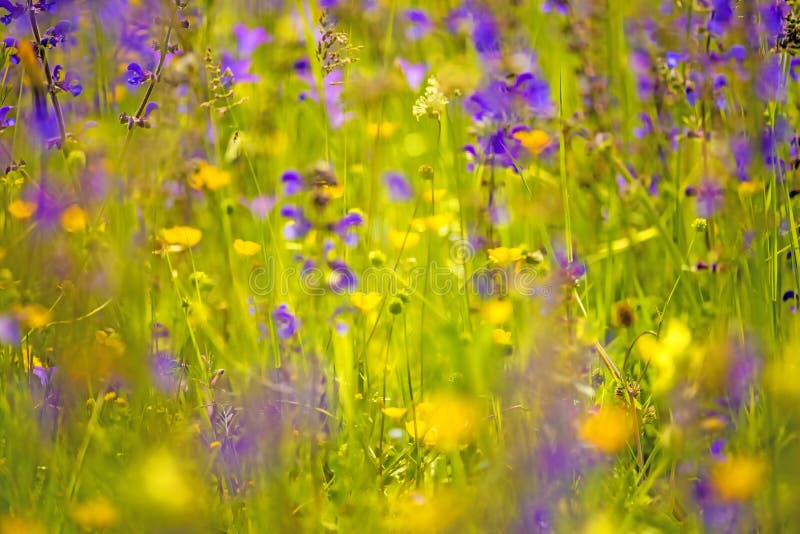 Wild Sage in a Meadow in Spring Stock Photo - Image of botany ...