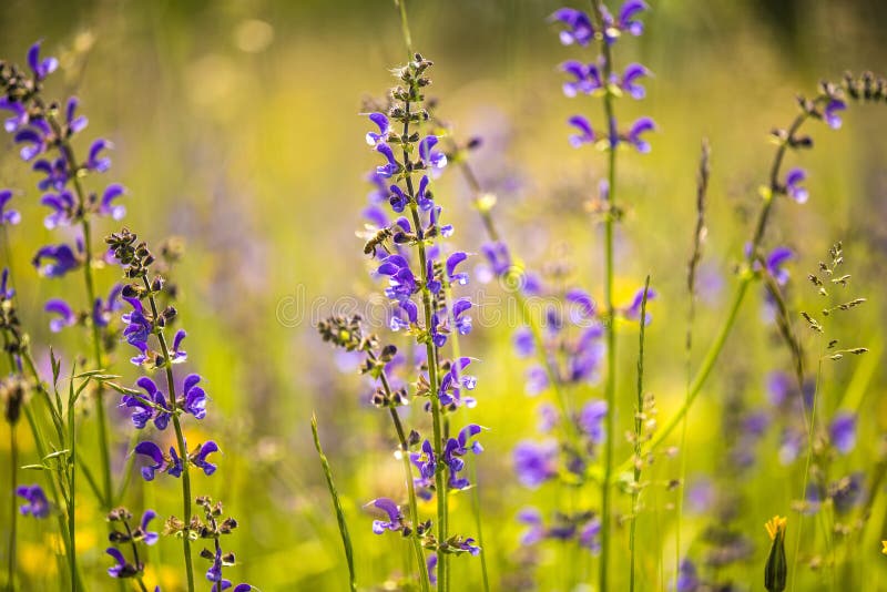 Wild Sage in a Meadow in Spring Stock Photo - Image of natural ...