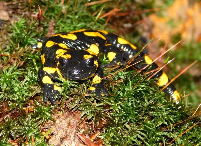 Salamandra salamandra stock photo. Image of amphibian - 127797466
