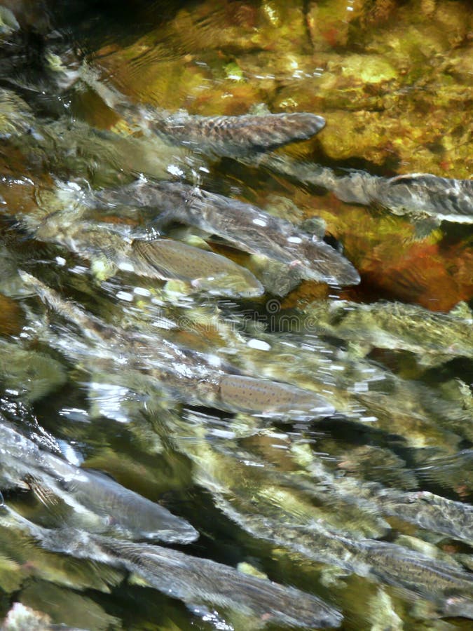 Wild Salmon Swimming in Stream Stock Photo - Image of habitat, group ...