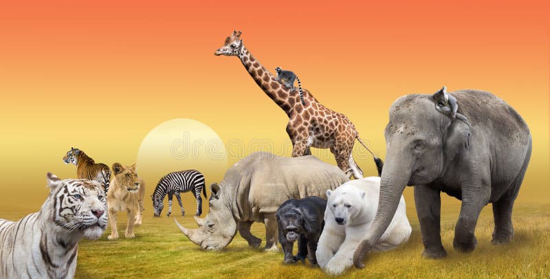 1,163 Wild Animals Collage Stock Photos - Free & Royalty-Free Stock ...