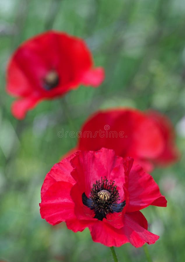 Wild scarlet poppy stock photo. Image of floral, fresh - 94931990