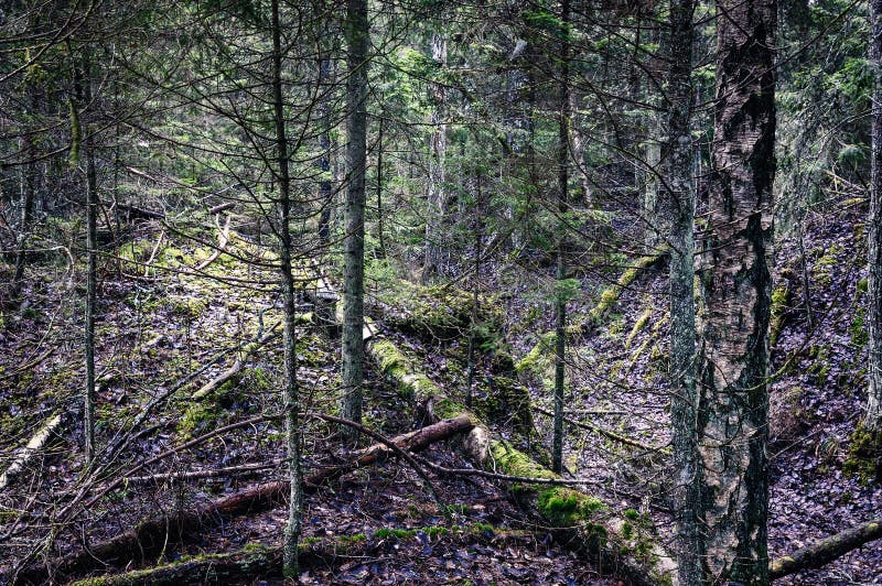 Wild scenery stock image. Image of natural, north, landscape - 56726667