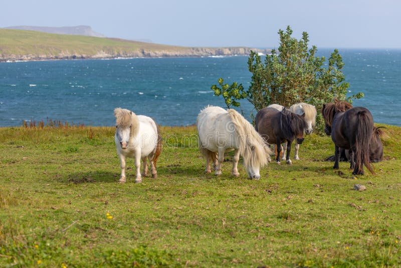 Wild Scottish Ponies in Shetland Stock Image - Image of landscape ...