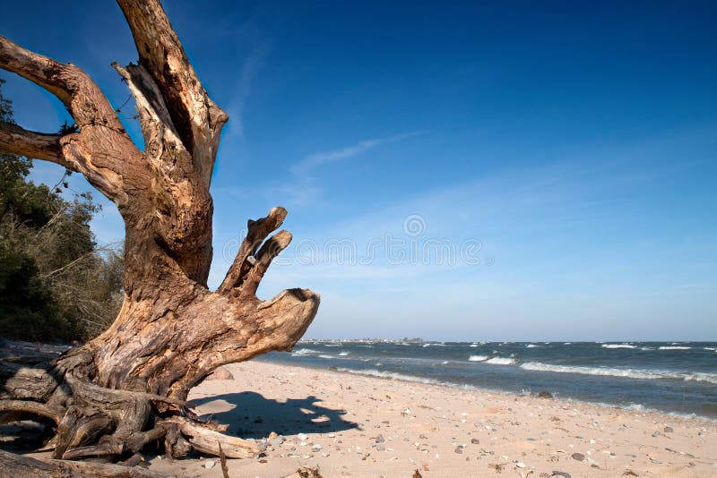 Wild sea beach stock image. Image of coastal, shape, poland - 16434499