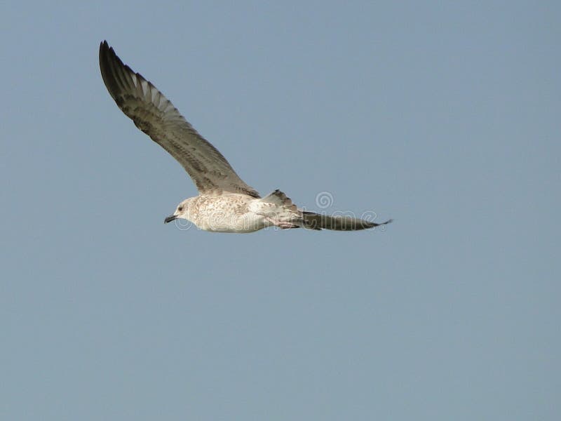 Wild Seagull Flying in the Blue Cloudless Sky Bird Flight Filmed in ...