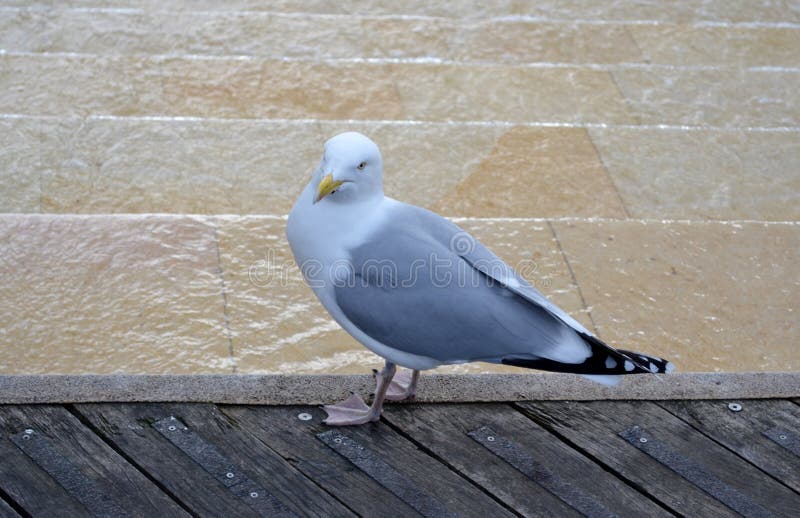 Wild seagull standing stock image. Image of wild, bird - 38298033