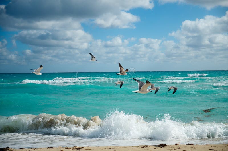 Seagulls flight over beach stock image. Image of sunshine - 29895365