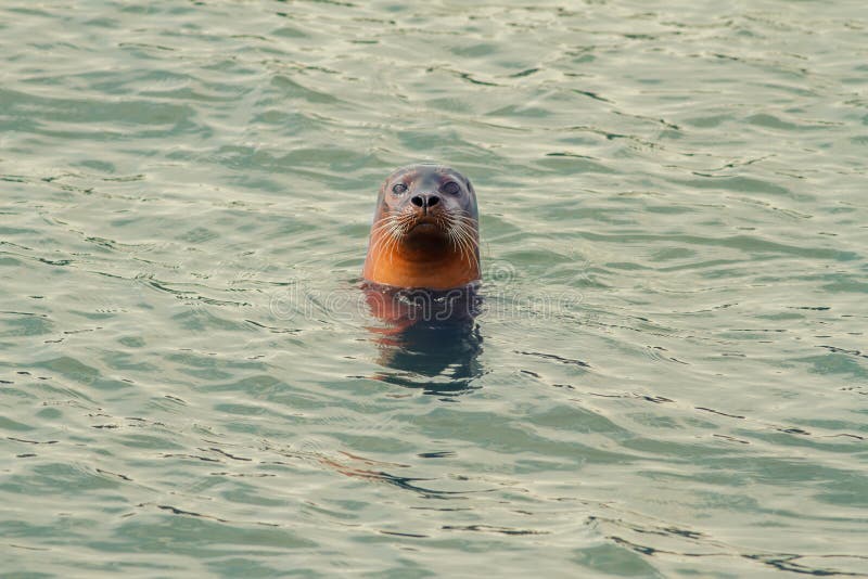 Wild Seal stock image. Image of beach, animal, turquoise - 32668413