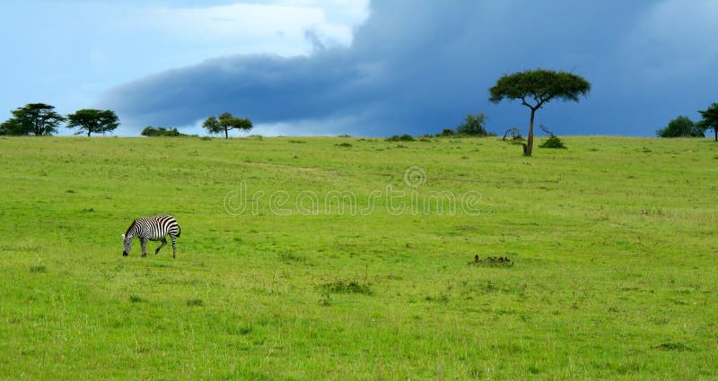 En Lös Sebra I En Afrikansk Flodslätt Arkivfoto - Bild av safari ...
