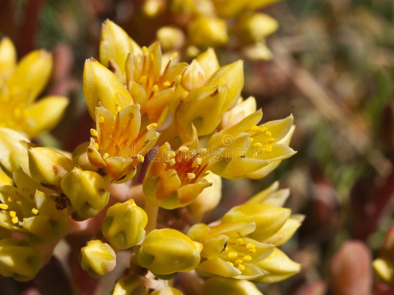 Wild Sedum in bloom stock image. Image of sedum, bloom - 26006297